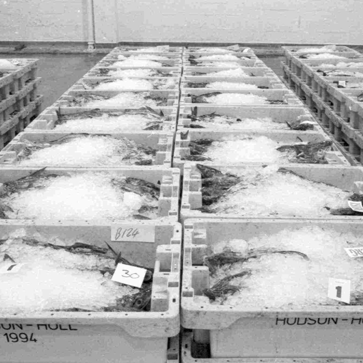 Hull Fish Market by Paul Hurst | Maritime Hull (en-GB)