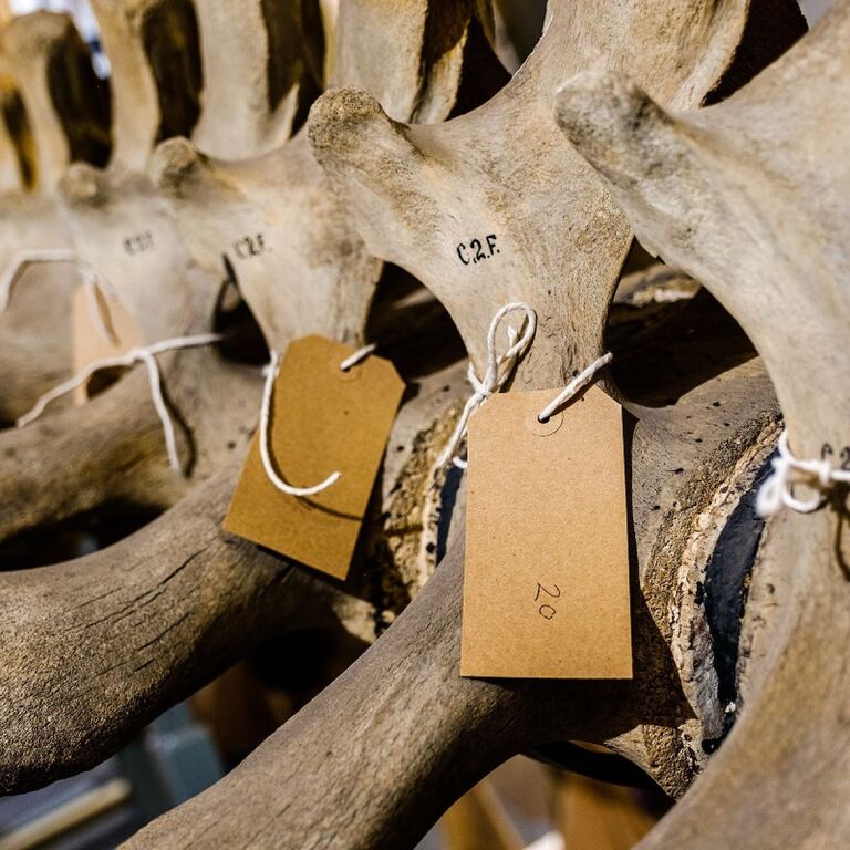 Fragile marine skeletons dismantled and taken away for vital ...